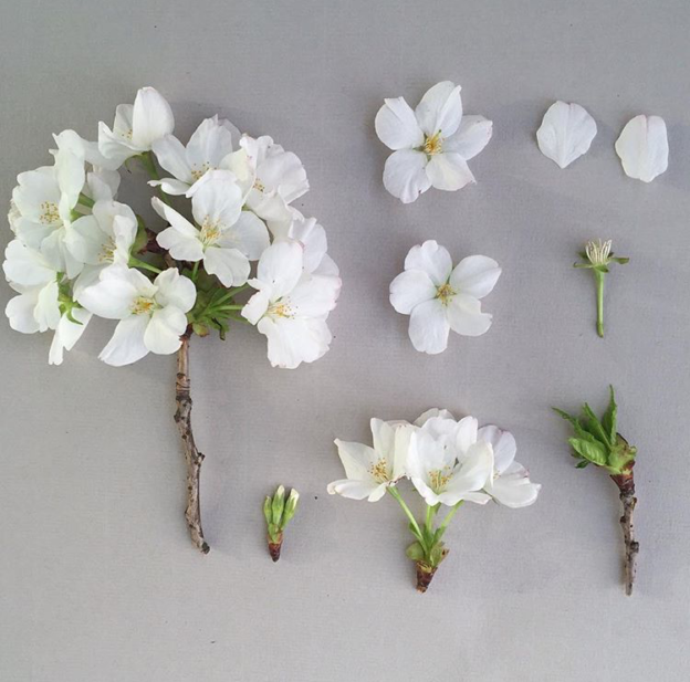 BB Podcast Episode 27: Robbie Honey - Botanical Brouhaha