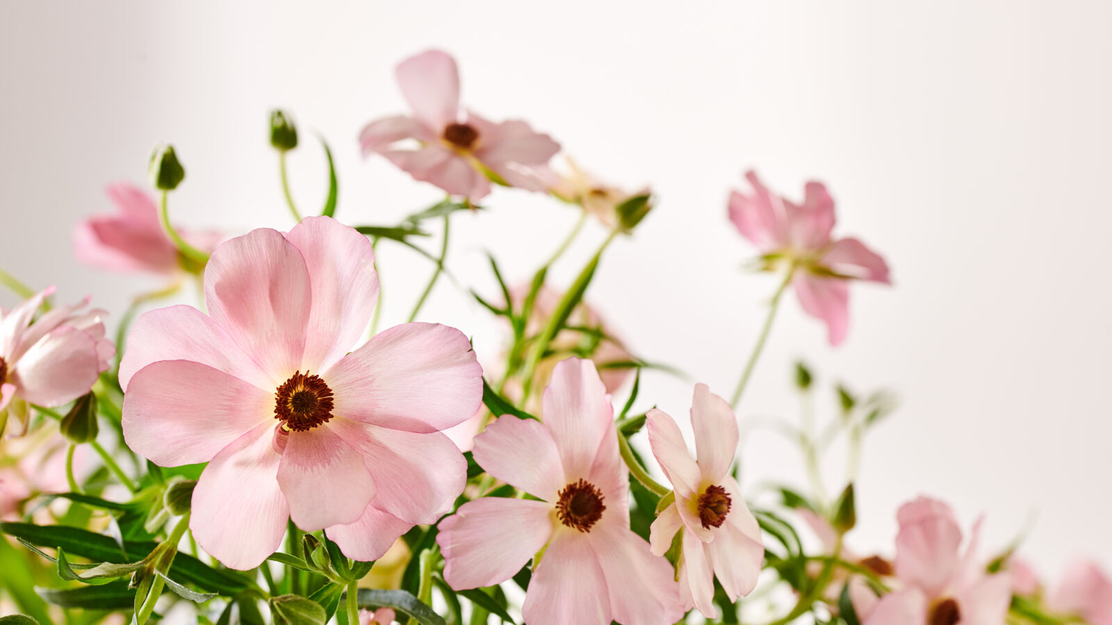 Blog - Botanical Brouhaha